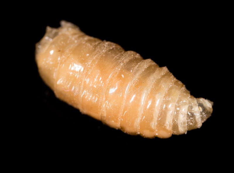 Worm of Maggots on a White Background Stock Image - Image of diptera ...