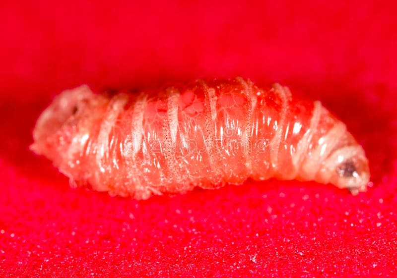 Worm of Maggots on a Red Background Stock Photo - Image of closeup ...