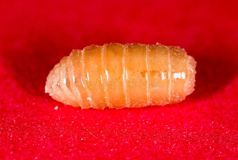 Worm of Maggots on a Red Background Stock Photo - Image of biology ...