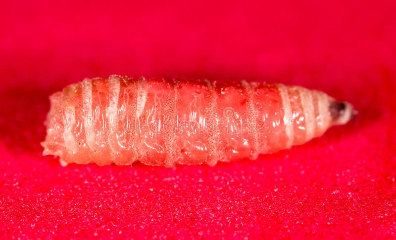 Worm of Maggots on a Red Background Stock Image - Image of maggots ...