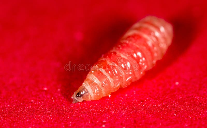 Worm of Maggots on a Red Background Stock Image - Image of maggot ...