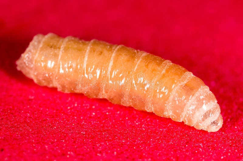 Worm of Maggots on a Red Background Stock Image - Image of larva, view ...