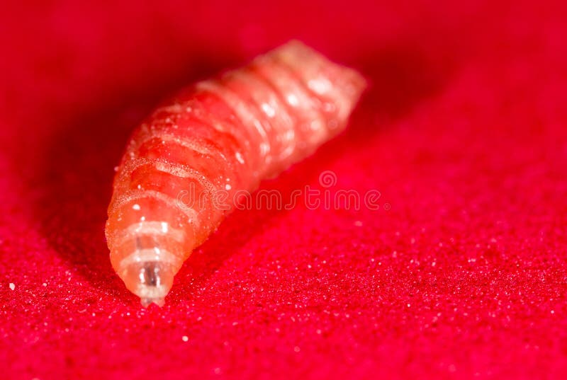 Maggots stock image. Image of larvae, corpse, carcass - 30309305
