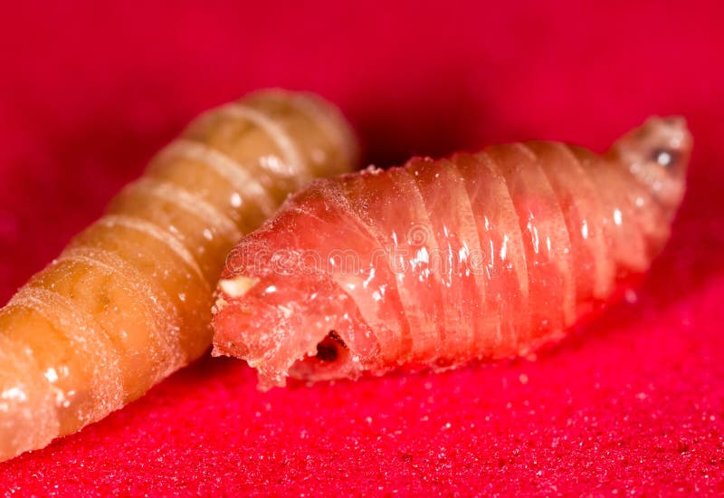 Worm of Maggots on a Red Background Stock Image - Image of color ...
