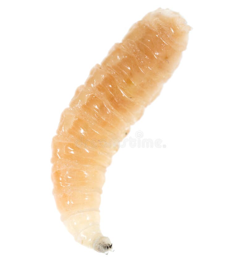 Worm of Maggots on a Yellow Background Stock Photo - Image of view ...