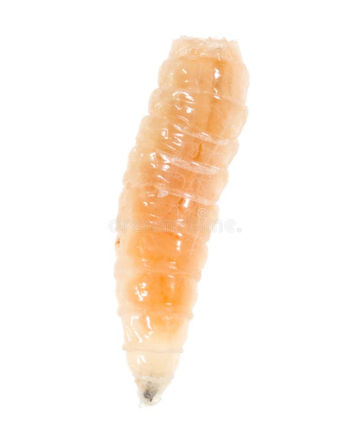646 White Maggots Stock Photos - Free & Royalty-Free Stock Photos from ...