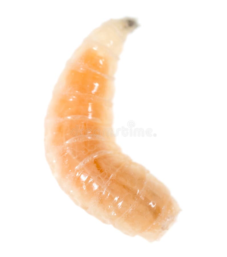 714 White Maggots Stock Photos - Free & Royalty-Free Stock Photos from ...