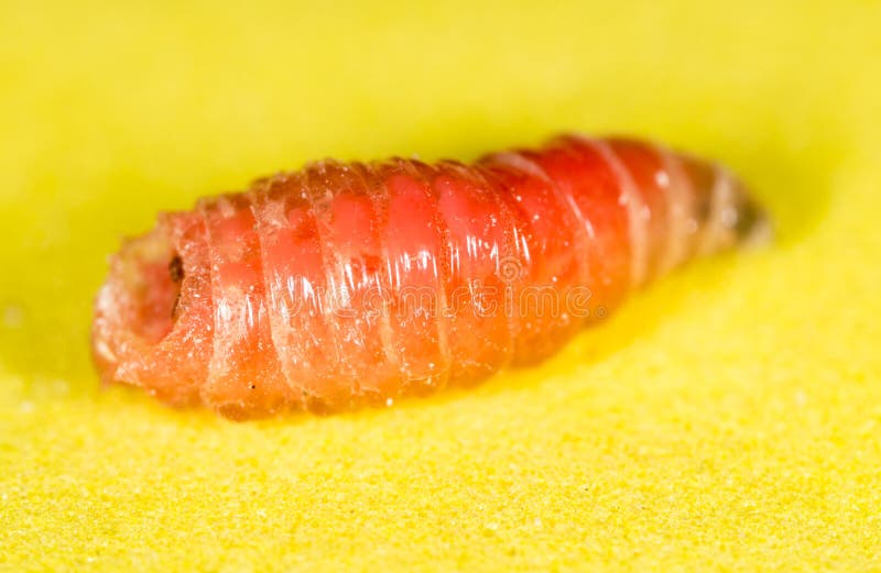 Worm of Maggots on a Yellow Background Stock Image - Image of biology ...