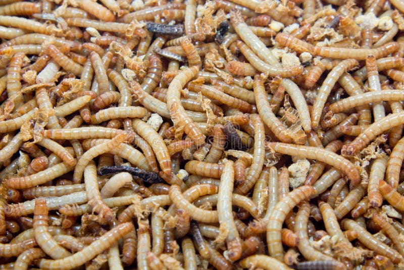 Worm stock photo. Image of creature, colorful, metamorphism - 42534982