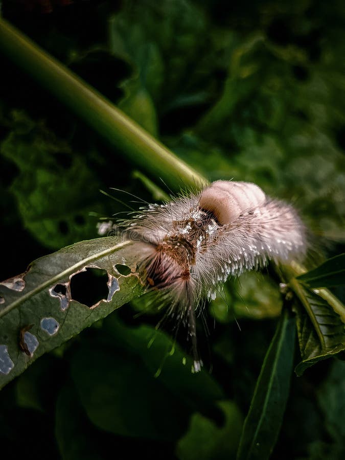 Worm metamorphosis stock image. Image of nature, animal - 262209257