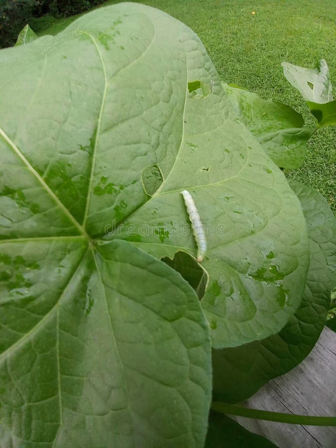 Worm and Morning Glory Leaf Stock Image - Image of dish, leaf: 235654483