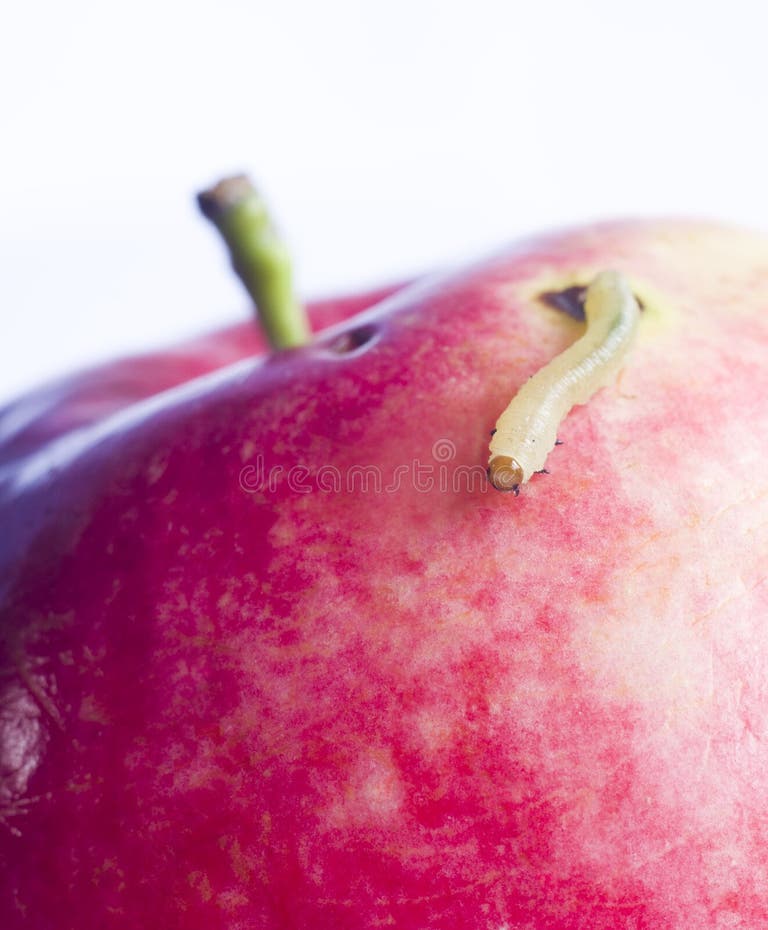 Red Apple Maggot Cartoon Stock Photos - Free & Royalty-Free Stock ...