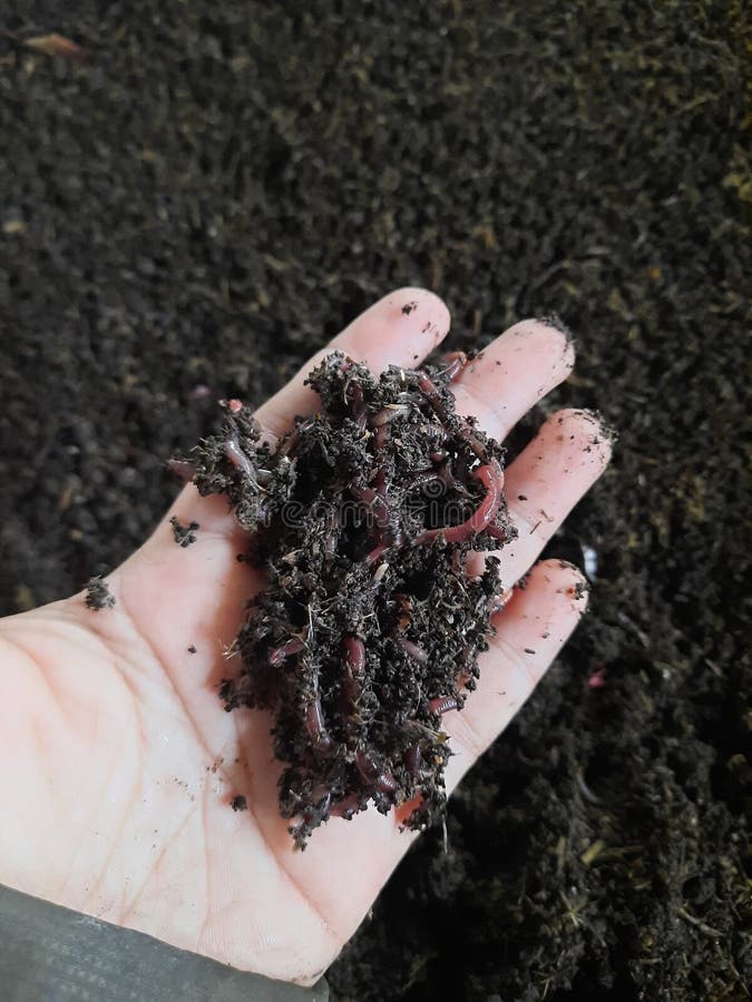 Worm on my hand so full stock photo. Image of natural - 270240800