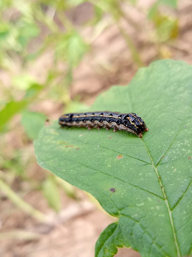 Worm, Nature, Natural, Macro Photographs Stock Image - Image of plant ...