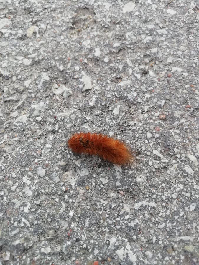 Little worm stock image. Image of spring, worm, nature - 145636097