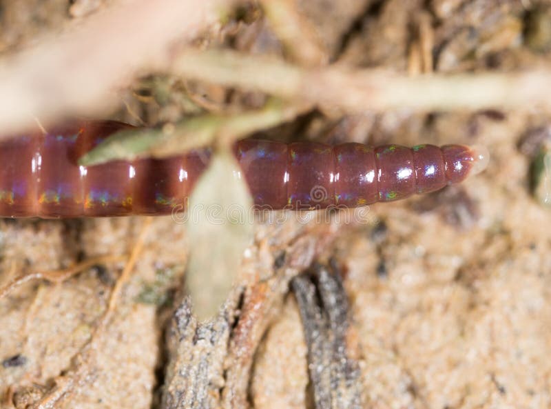 Worm, Nature, Natural, Macro Photographs Stock Image - Image of plant ...