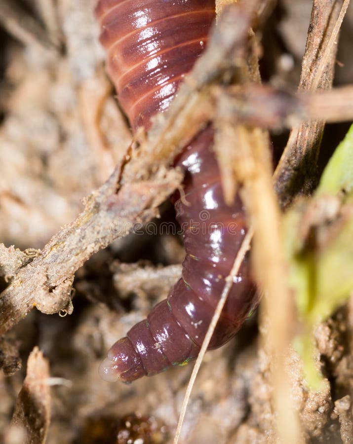 Worm in Nature. Super Macro Stock Photo - Image of closeup, dirt: 111697320