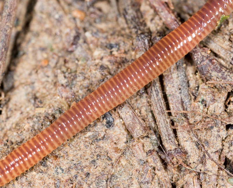 Worm in Nature. Super Macro Stock Image - Image of heap, disgust: 111826387