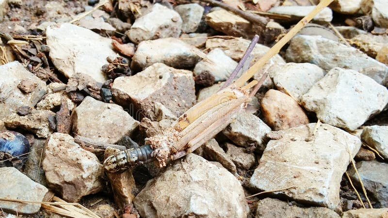 Worm s nest stock photo. Image of nature, worm, shelter - 16166