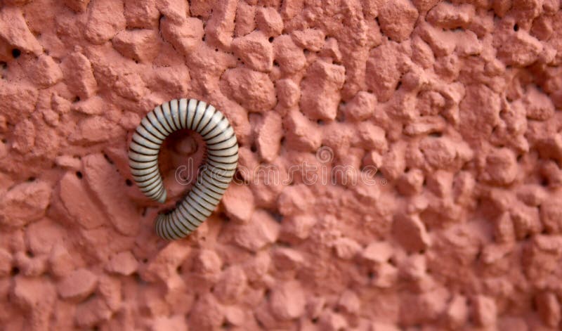 Worm over the red wall 4 stock image. Image of macro - 156711689