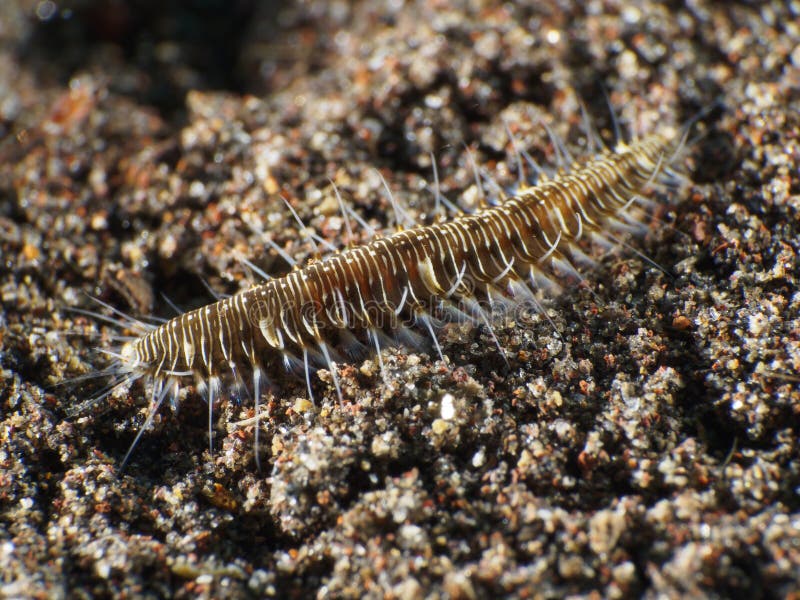 Worm Oxydromus sp. stock photo. Image of travel, trip - 81925812