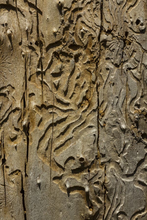 Worm path stock photo. Image of environment, detail, antiwoodworm ...