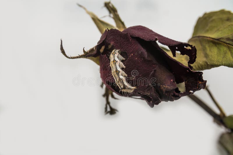 A Worm on a Red Rose in the Garden Stock Photo - Image of worm, rose ...