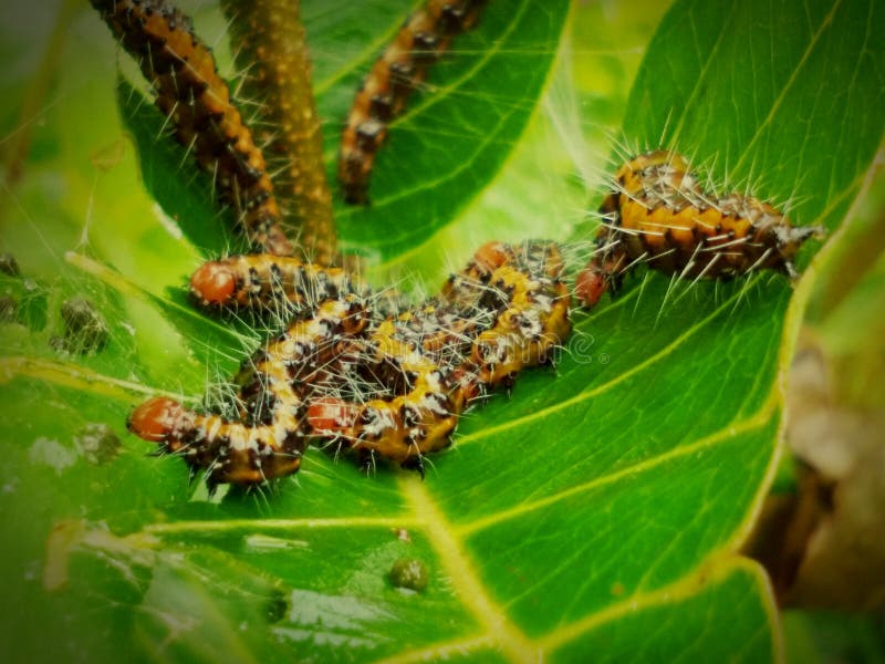 WORM PHOTOGRAPHY stock photo. Image of nature, worm - 124306358