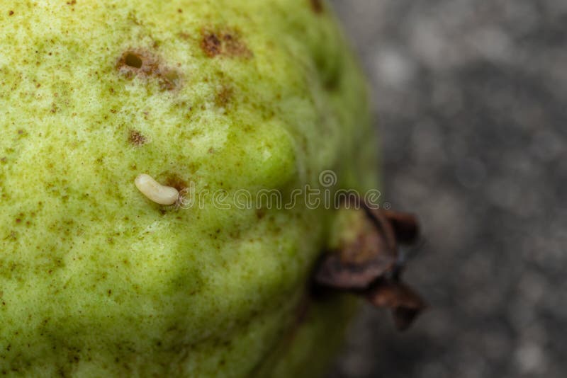 A Worm Pierces a Guava Fruit. White Worm Peeks Out of Rotten Guava ...