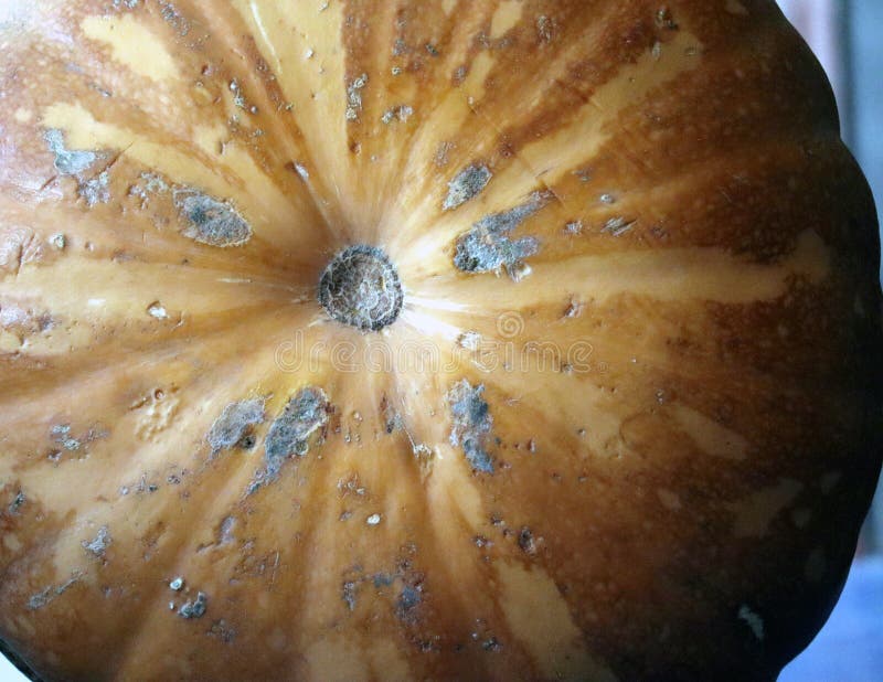 Worm on Pumpkin with Blur Back Ground Stock Photo - Image of vegetable ...