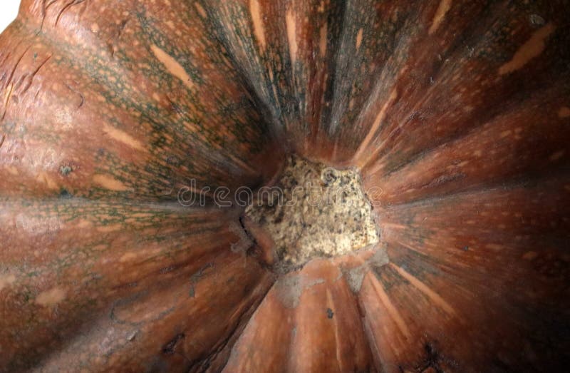 Worm on Pumpkin with Blur Back Ground Stock Photo - Image of dessert ...