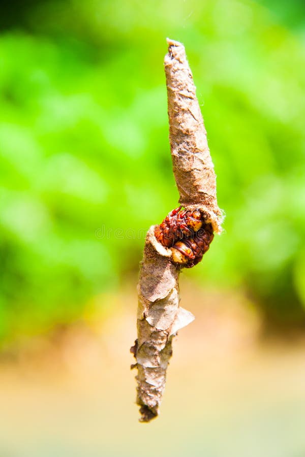 Worm pupae in Nature stock photo. Image of moth, metamorphosis - 52371522