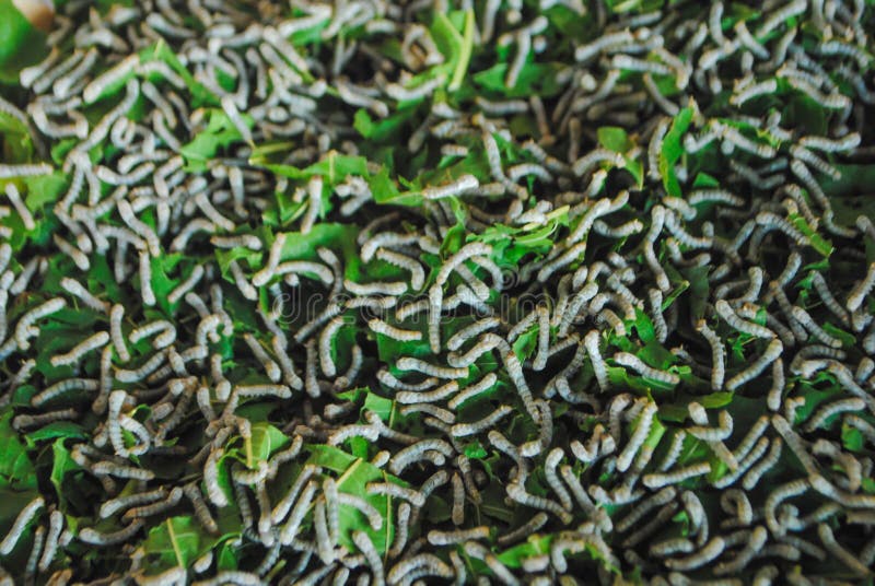 Worm Pupae stock photo. Image of closeup, eating, cocoon - 101681768