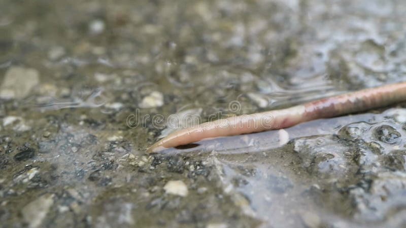 The Worm after the Rain Crawls on Solid Ground View from the Side Stock ...