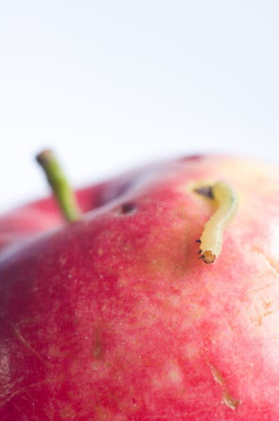 Red Apple Maggot Cartoon Stock Photos - Free & Royalty-Free Stock ...
