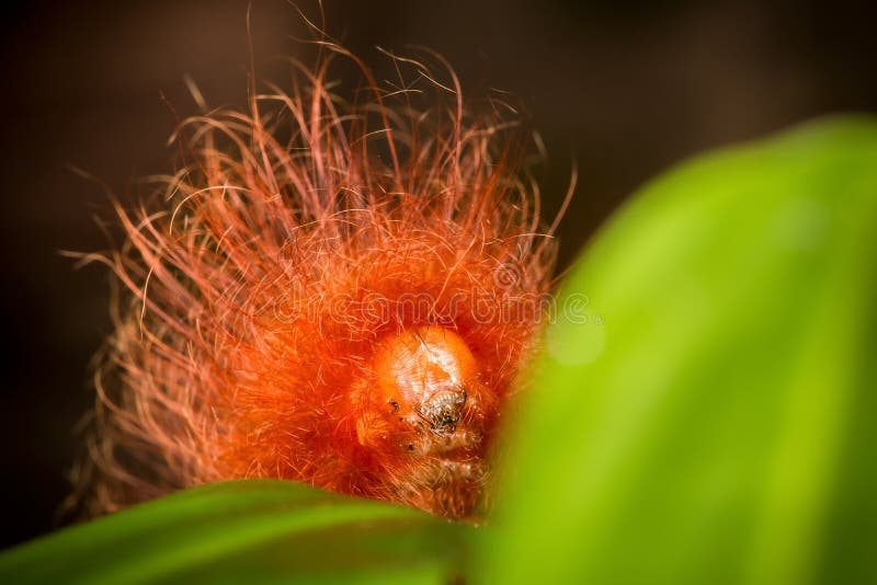 Worm red fur stock image. Image of caterpillar, graphics - 42560821