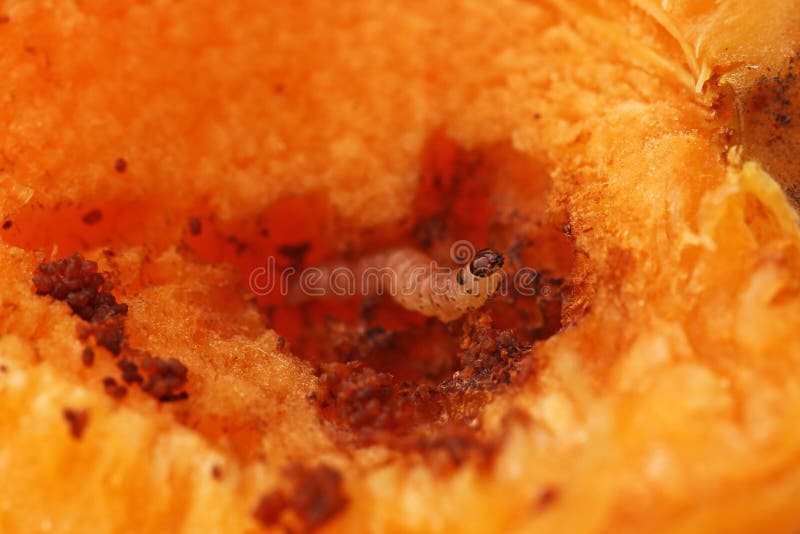 Worm stock image. Image of market, ingredient, food - 112976485