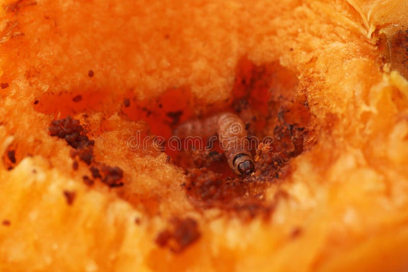 Worm stock image. Image of hungry, orange, nutrition - 98951563