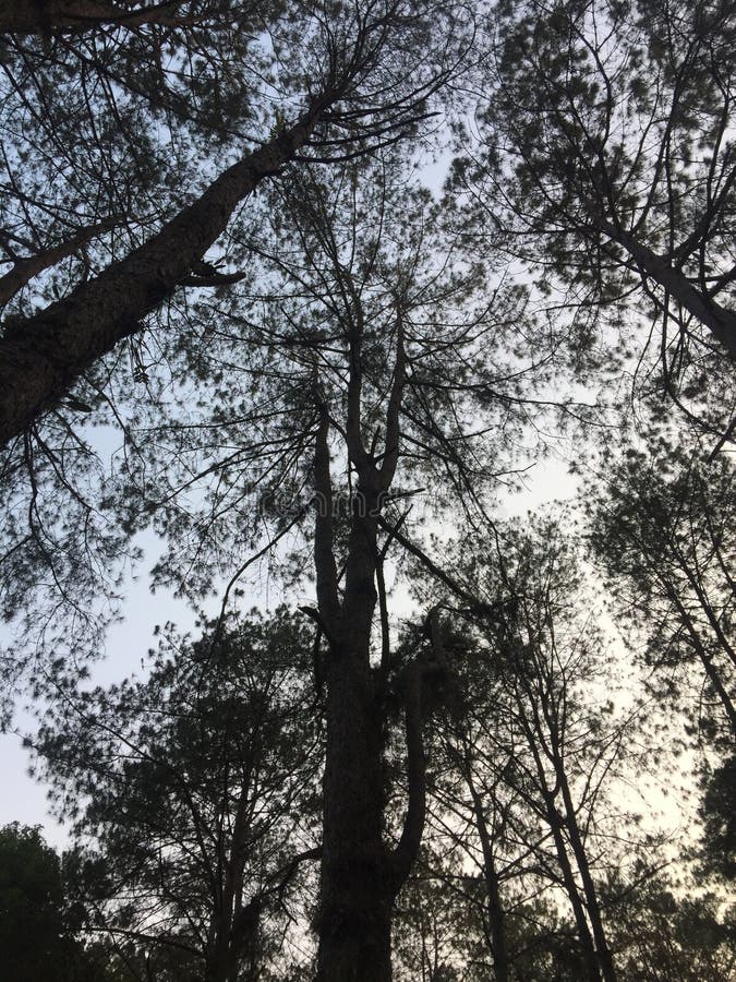 Worm’s Eye View of Benguet Pine Trees Stock Image - Image of silhouette ...