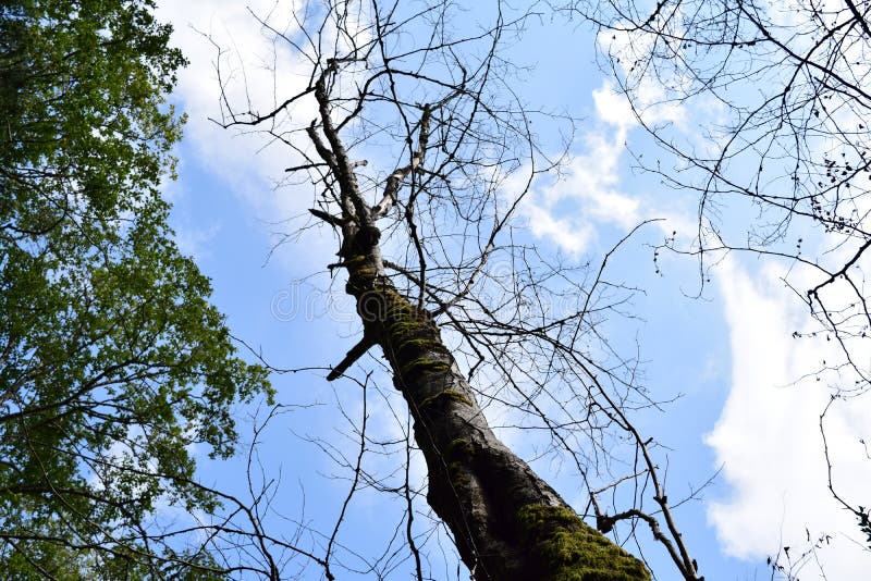 Worm`s-eye view of a tree stock image. Image of blue - 183899721