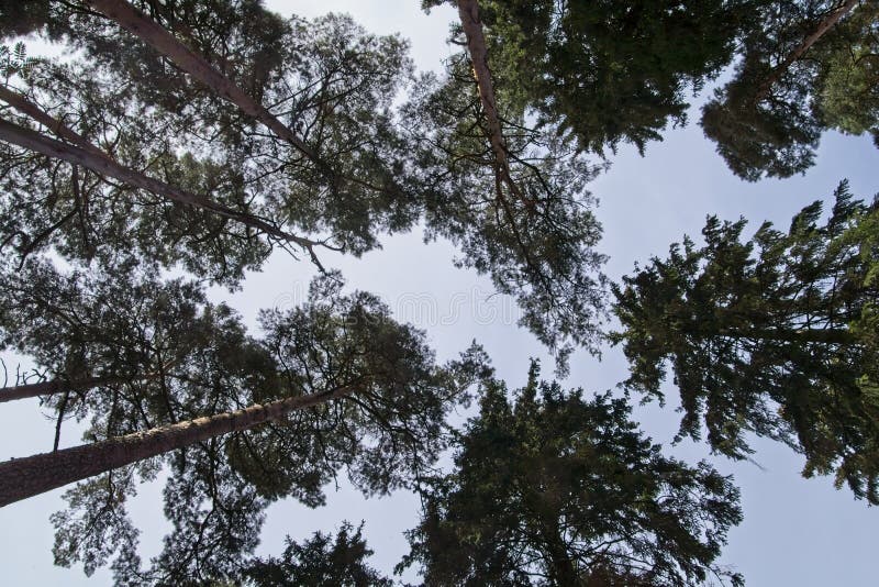 Worm S Eye View into the Tree Tops. Stock Photo - Image of wilderness ...