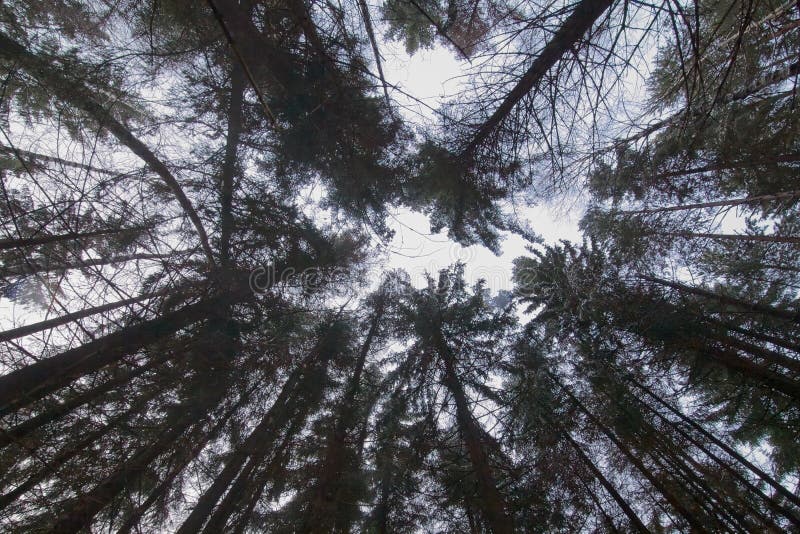 Worm S Eye View into the Tree Tops. Stock Image - Image of growing ...