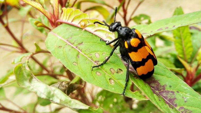 A worm sitting on a leaf. stock photo. Image of outdoor - 174180516