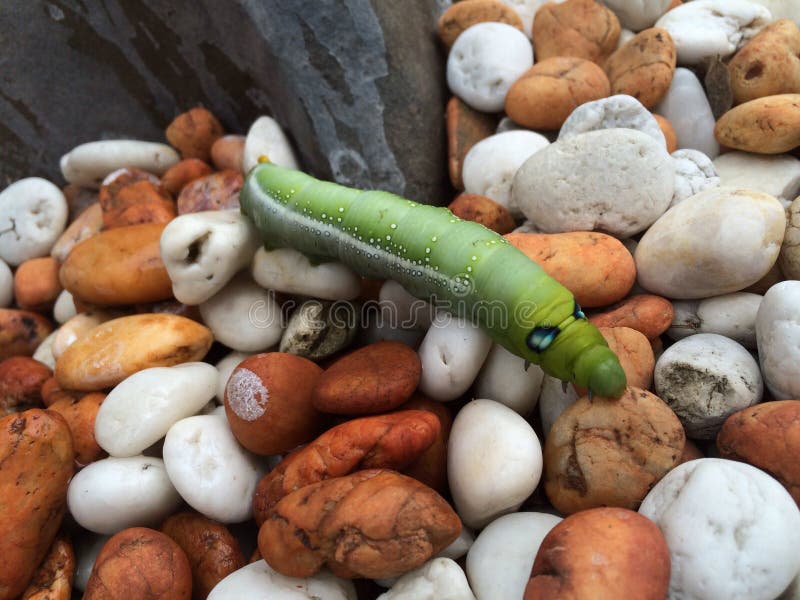 Worm Slowly Stone Stock Photos - Free & Royalty-Free Stock Photos from ...