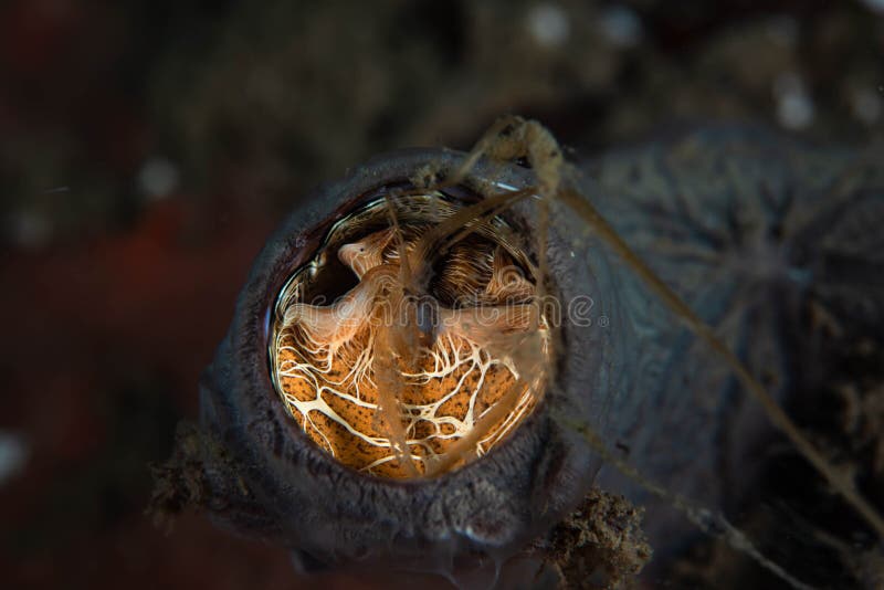 Worm Snails Family Vermetidae Stock Image - Image of biology, coral ...
