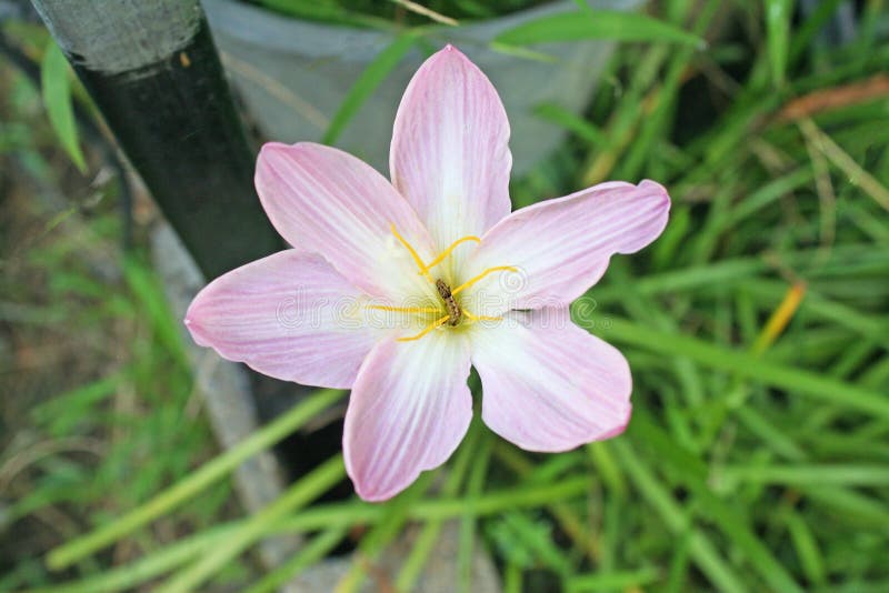 Worm in Soft Pink Rain Lily Stock Image - Image of floral, flower ...