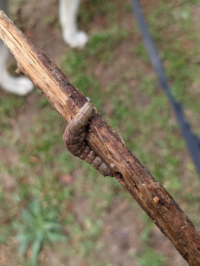 A worm on a stick stock image. Image of green, animal - 250518467