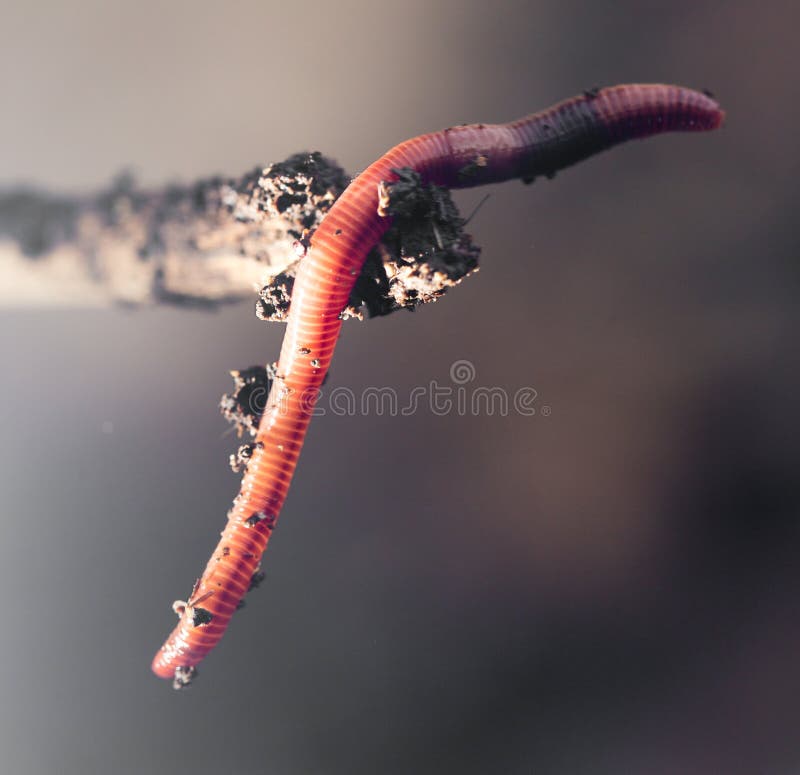 Worm on a stick. close-up stock image. Image of pink - 108615883