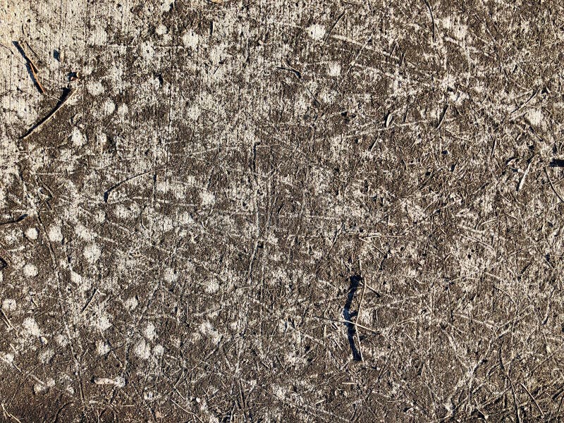 Worm Trails on a Sidewalk stock image. Image of ground - 155854045