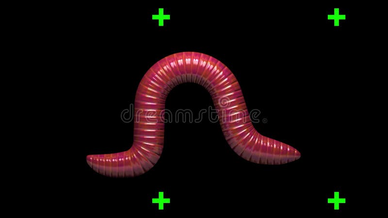 Worm on Transparent Background, Looping 3D Animation Stock Video ...